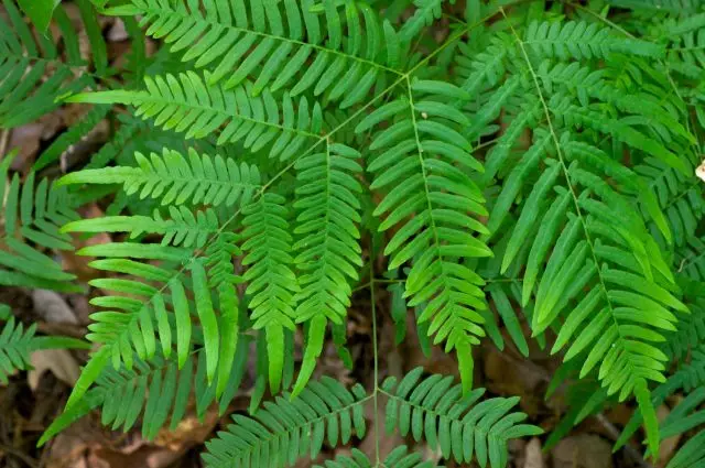 Pickled fern: unsaon sa pag-atsara, kung unsaon magluto alang sa tingtugnaw 4547_2