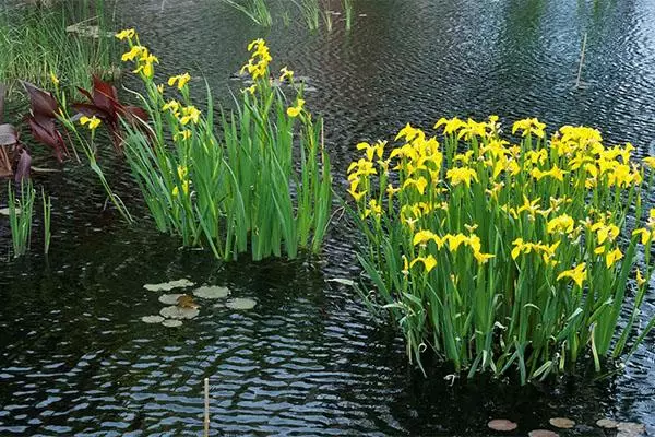 Iris -myr: foto og beskrivelse, varianter, oppført i den røde boken, planting og omsorg 4554_1