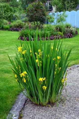 Iris padura: argazkia eta deskribapena, barietateak, Liburu Gorrian zerrendatuta, landaketa eta zainketa 4554_13