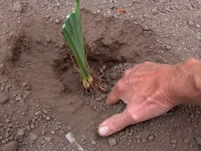 Iris padura: argazkia eta deskribapena, barietateak, Liburu Gorrian zerrendatuta, landaketa eta zainketa 4554_16