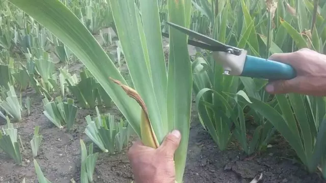 Iris padura: argazkia eta deskribapena, barietateak, Liburu Gorrian zerrendatuta, landaketa eta zainketa 4554_19