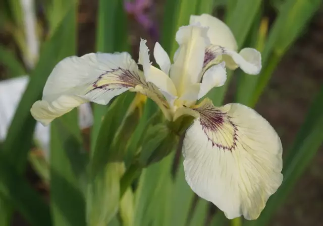 Iris padura: argazkia eta deskribapena, barietateak, Liburu Gorrian zerrendatuta, landaketa eta zainketa 4554_26