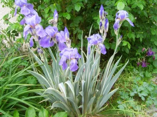 Iris padura: argazkia eta deskribapena, barietateak, Liburu Gorrian zerrendatuta, landaketa eta zainketa 4554_4