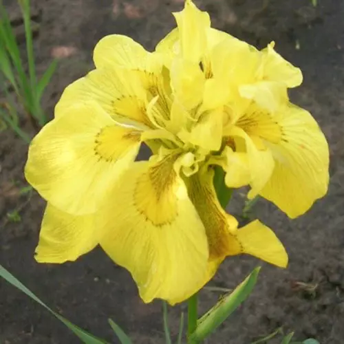 Iris padura: argazkia eta deskribapena, barietateak, Liburu Gorrian zerrendatuta, landaketa eta zainketa 4554_5