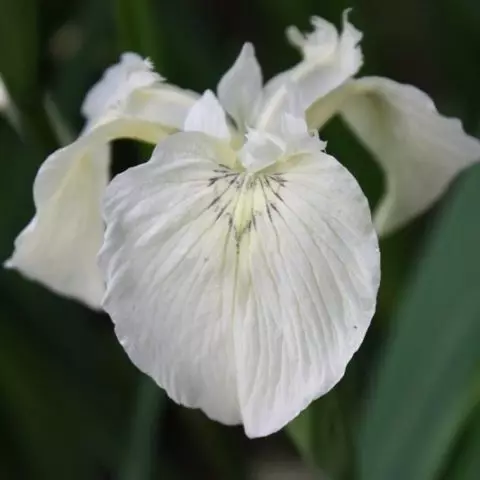 Iris -myr: foto og beskrivelse, varianter, oppført i den røde boken, planting og omsorg 4554_8