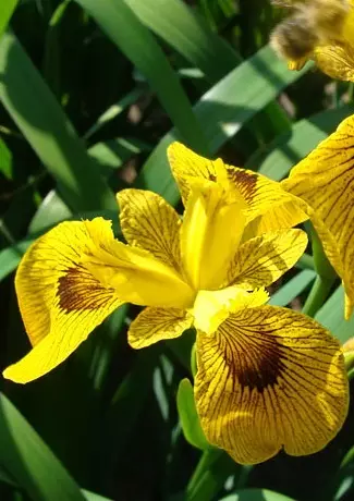 Iris padura: argazkia eta deskribapena, barietateak, Liburu Gorrian zerrendatuta, landaketa eta zainketa 4554_9