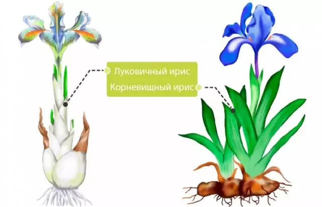 Trồng hoa diên vĩ trên bãi đất trống vào mùa xuân: ở ngoại ô, ở Siberia, ở Ural, chăm sóc 4558_1