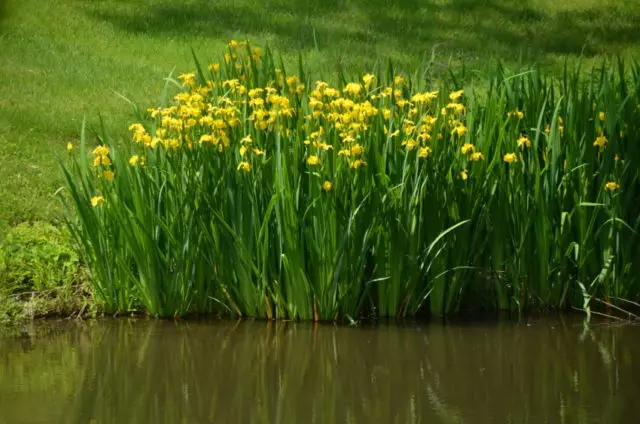 Planting av iris på det åpne bakken om våren: i forstedene, i Sibir, i Ural, omsorg 4558_3