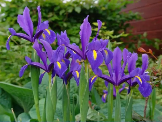 वसन्त मा खुल्ला मैदान मा irises रोपण: उपनगरहरुमा, साइबेरिया मा, Urals मा, हेरचाह 4558_5