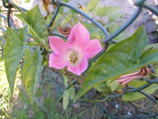 I-Kalistegia (i-Siberia rose): ukutyala kunye nokunyamekela, iifoto kunye nenkcazo, iintlobo kunye neentlobo, ukuphononongwa 4566_7