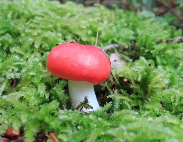 Russula yatoranijwe kubitumba: utuntu tworoshye murugo 4611_1