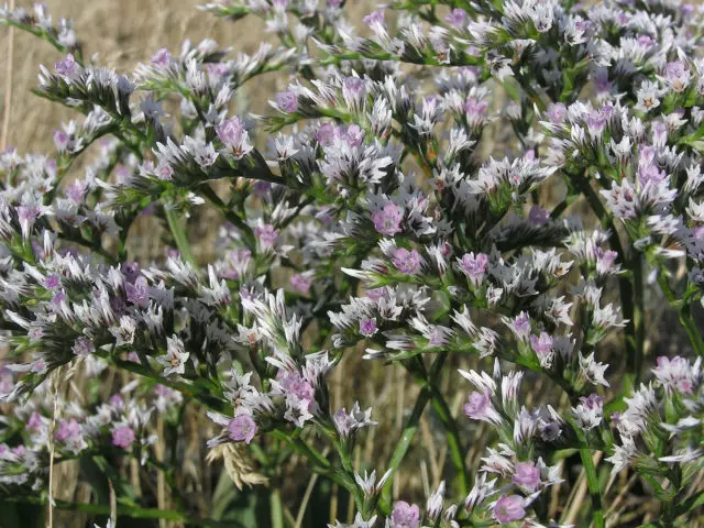 មានអាយុច្រើនឆ្នាំ Kermek Tatar (limonium Tatar)៖ រូបថតការដាំនិងការថែទាំលក្ខណៈសម្បត្តិឱសថ 4622_1