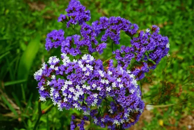 មានអាយុច្រើនឆ្នាំ Kermek Tatar (limonium Tatar)៖ រូបថតការដាំនិងការថែទាំលក្ខណៈសម្បត្តិឱសថ 4622_2