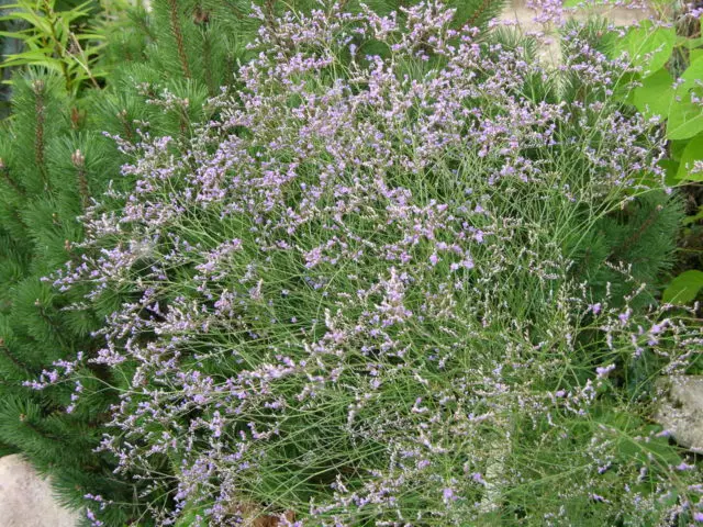 មានអាយុច្រើនឆ្នាំ Kermek Tatar (limonium Tatar)៖ រូបថតការដាំនិងការថែទាំលក្ខណៈសម្បត្តិឱសថ 4622_4