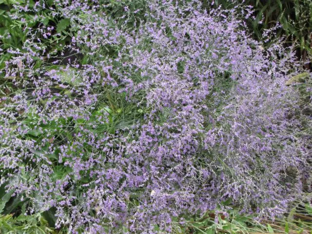 Shumëvjeçar Kermek Tatar (limonium Tatar): foto, mbjellje dhe kujdes, veti medicinale 4622_5