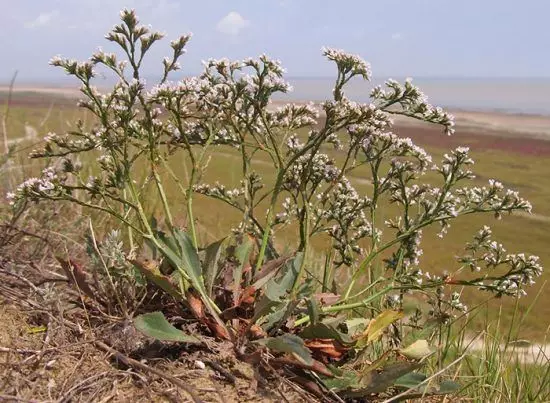 មានអាយុច្រើនឆ្នាំ Kermek Tatar (limonium Tatar)៖ រូបថតការដាំនិងការថែទាំលក្ខណៈសម្បត្តិឱសថ 4622_6