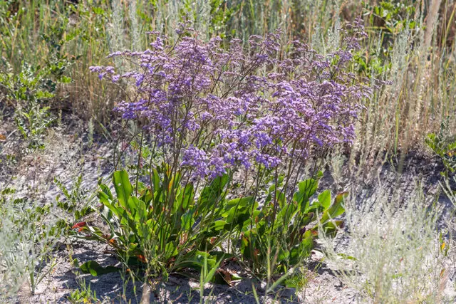 មានអាយុច្រើនឆ្នាំ Kermek Tatar (limonium Tatar)៖ រូបថតការដាំនិងការថែទាំលក្ខណៈសម្បត្តិឱសថ 4622_9