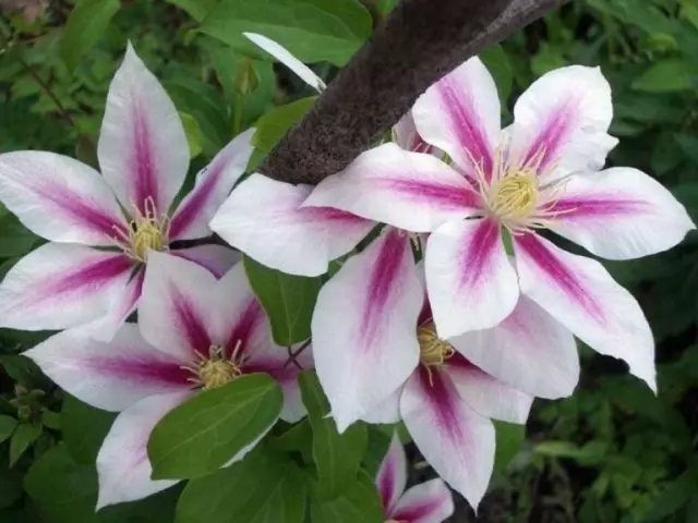 Clematis Andromeda: tavsifi, ekish va parvarish qilish, sharhlar, fotosuratlar 4648_1