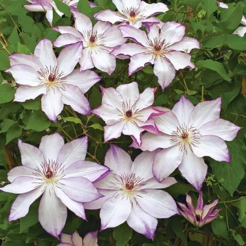 Clematis Omoshiro (Omoshiro): sharraxaadda noocyada kala duwan, sawirrada iyo dib u eegista 4656_1