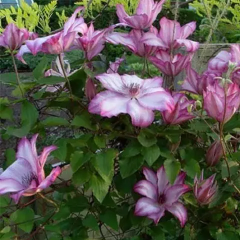 Clematis Omoshiro (Omoshiro): disgrifiad o'r amrywiaeth, lluniau ac adolygiadau 4656_3