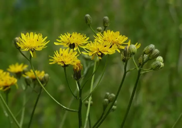 Kozloborodnik: Foto und Beschreibung der Pflanze, Arten, nützliche Eigenschaften 4690_2