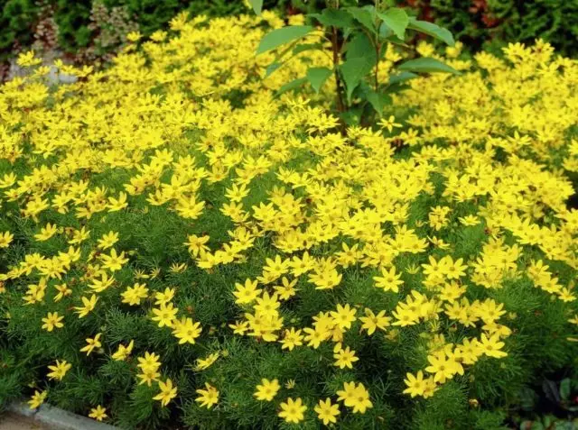 Coreopsis verticulata: foto, plantado kaj prizorgado, priskribo de variaĵoj Zagrebo, Rubenkolora Ruĝeco, Lunradio 4695_1