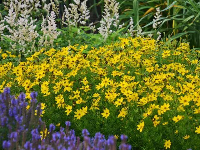 Coreopsis verticulata: sawir, beerto iyo daryeel, sharraxaadda noocyada Zagreb, Ruby Red, Moonbeam 4695_2