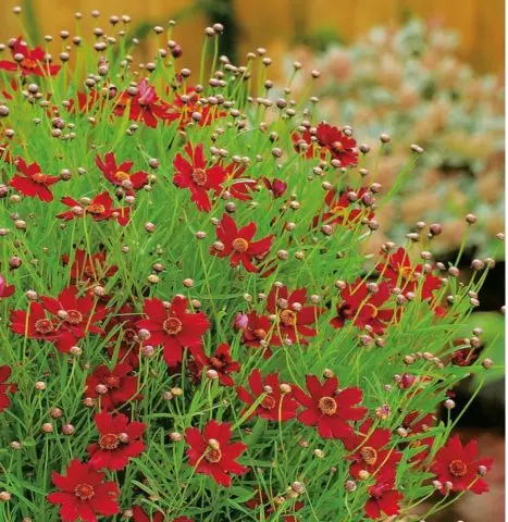 Coreopsis verticulata: foto, planting og omsorg, beskrivelse av varianter Zagreb, Ruby Red, Moonbeam 4695_3