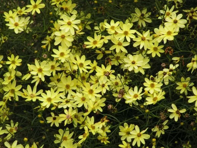 Coreopsis verticulata: chithunzi, kubzala ndi kusamalira, kufotokozera mitundu Zagreb, Ruby Red, Moonbeam 4695_4