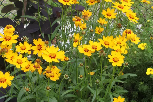 Coreopsis verticulata: chithunzi, kubzala ndi kusamalira, kufotokozera mitundu Zagreb, Ruby Red, Moonbeam 4695_5