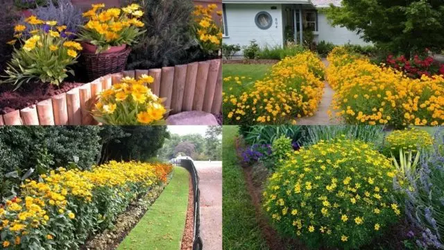 Coreopsis verticulata: фотографија, садење и грижа, опис на сорти Загреб, Рубин црвен, Месечен зрак 4695_6