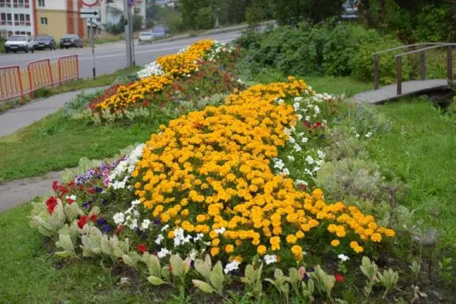 Coreopsis verticulata: фото, отырғызу және күтім, Загреб, Руби Қызыл, Ай сәулесі сорттарын сипаттау 4695_7