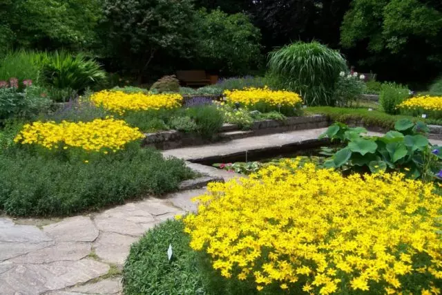 Coreopsis verticulata: фотографија, садење и грижа, опис на сорти Загреб, Рубин црвен, Месечен зрак 4695_8