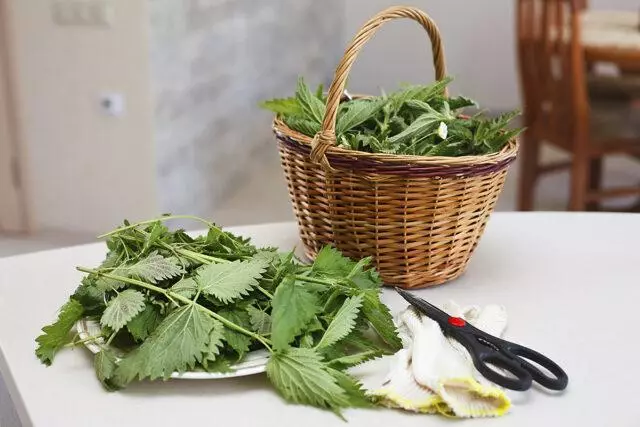 Nettle sajrone meteng: apa bisa ngombe rebusan, mangan, mupangate lan cilaka sadurunge nglairake, sawise nglairake 4716_13