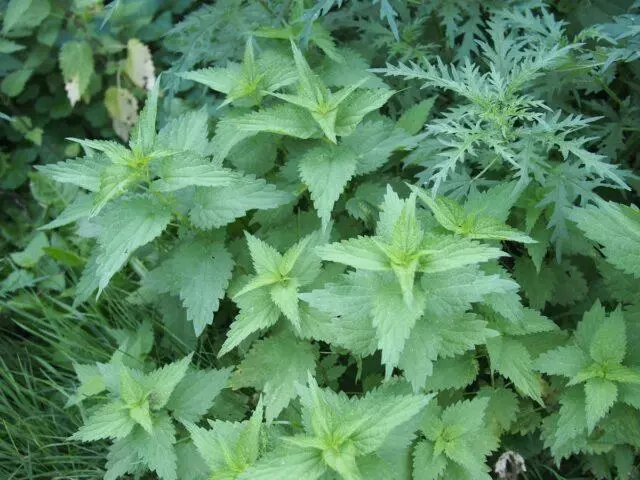 Nettle sajrone meteng: apa bisa ngombe rebusan, mangan, mupangate lan cilaka sadurunge nglairake, sawise nglairake 4716_2