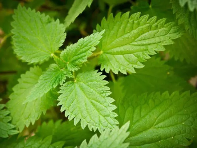 Nettle sajrone meteng: apa bisa ngombe rebusan, mangan, mupangate lan cilaka sadurunge nglairake, sawise nglairake 4716_7