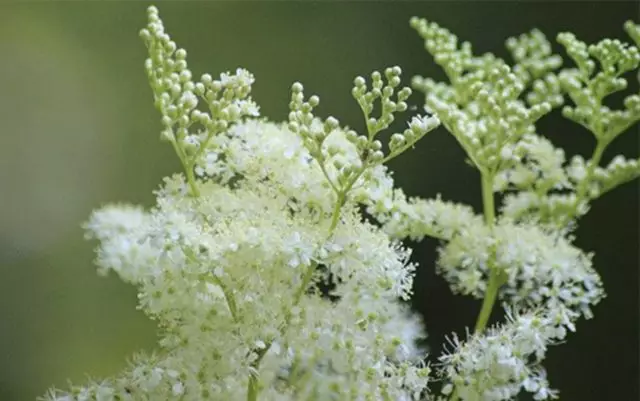 Meadowsweet umum (meadowsweet): poto sareng katerangan, sipat ubar, tumuh tina siki 4795_1