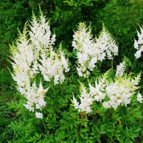 I-meadowsweet ejwayelekile (i-meadowsweet): isithombe nencazelo, izakhiwo zokwelapha, ezikhula zisuka ezimbewini 4795_2