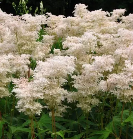 Meadowsweet (meadowsweet) palmate: dikim ve bakım, fotoğraf 4797_1