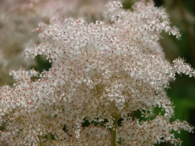 Meadowsweet (meadowsweet) palmate: dikim ve bakım, fotoğraf 4797_2