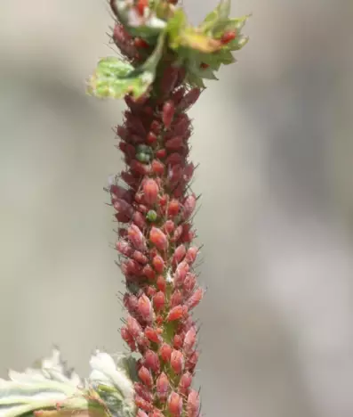 Meadowsweet (meadowsweet) palmate: plantning og pleje, foto 4797_3