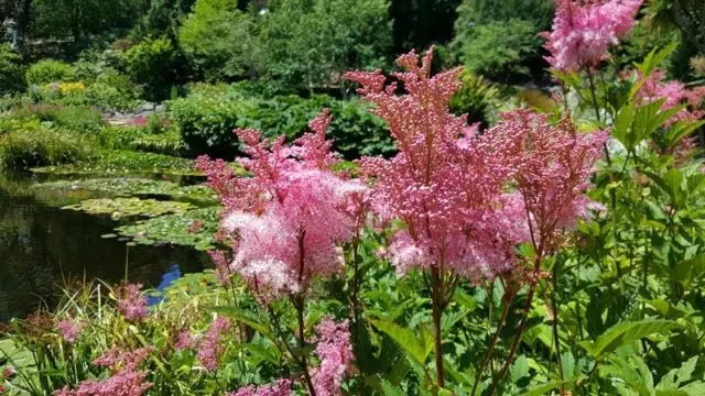 Meadowsweet (meadowsweet) راحة اليد: زراعة ورعاية ، صورة 4797_4