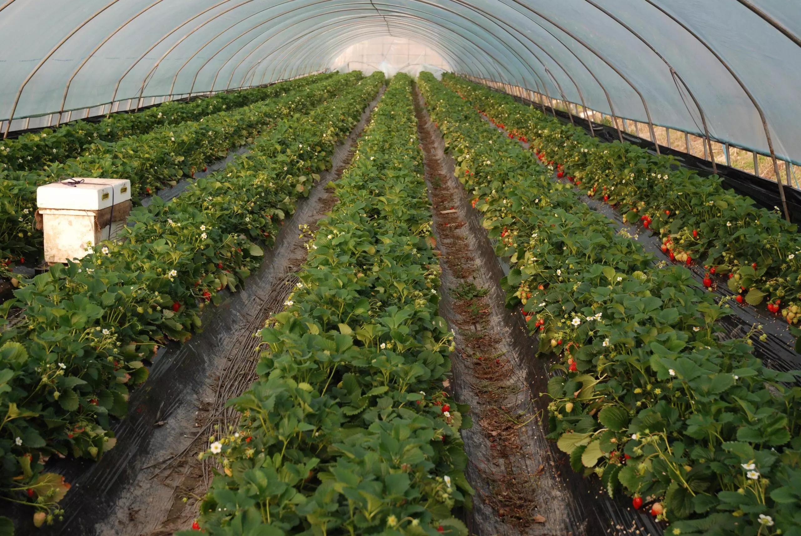 Tuinman en tuinman kalender voor januari 2021: maan, zaaien, planten