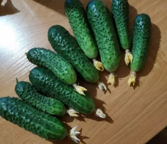 Cucumber Bobrik F1: sharraxaadda iyo astaamaha kala duwan, sawirrada, dib u eegista, beeritaanka iyo daryeelka 4831_1