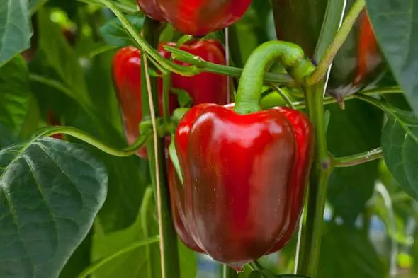 Pepper California miraria: barietatearen ezaugarriak eta deskribapena 4836_1