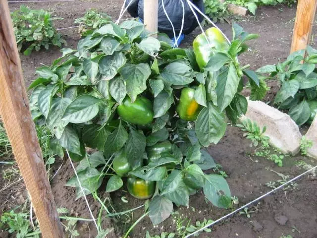 Pepper California miraria: barietatearen ezaugarriak eta deskribapena 4836_12