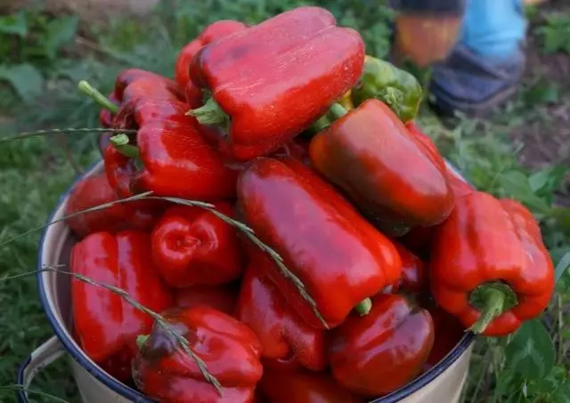 Pepper Kalefonia vavega: uiga ma faʻamatalaga o le 'eseʻese 4836_20