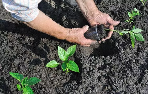 Pepper California csoda: a fajta jellemzői és leírása 4836_22