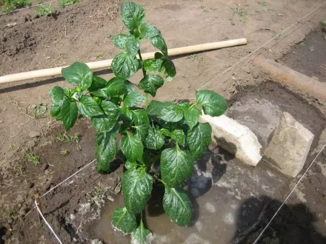 Pepper California miraria: barietatearen ezaugarriak eta deskribapena 4836_3