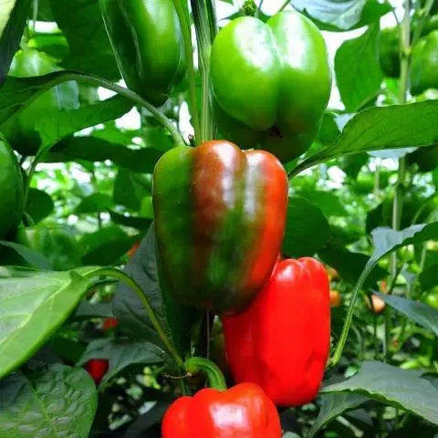 Pepper California miraria: barietatearen ezaugarriak eta deskribapena 4836_4